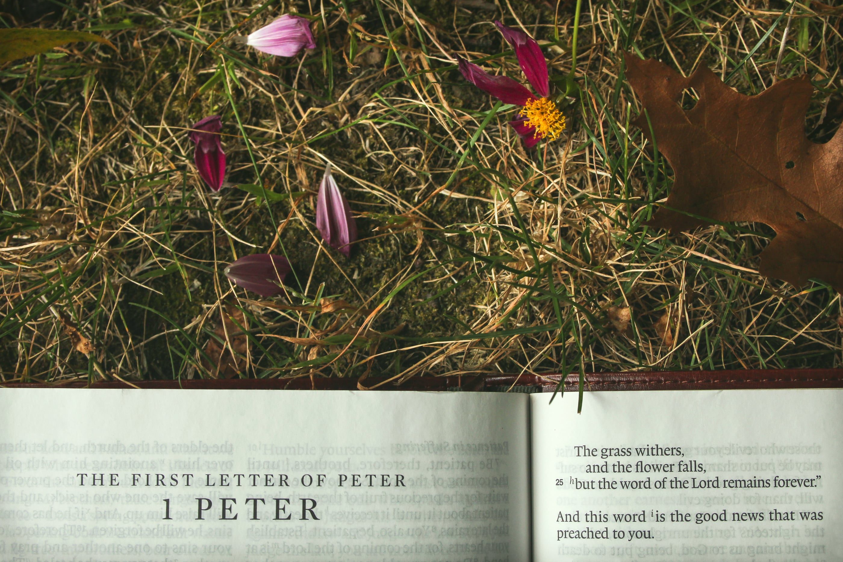 1 Peter: Christian Identity and Keeping Faith while Suffering — Blog ...